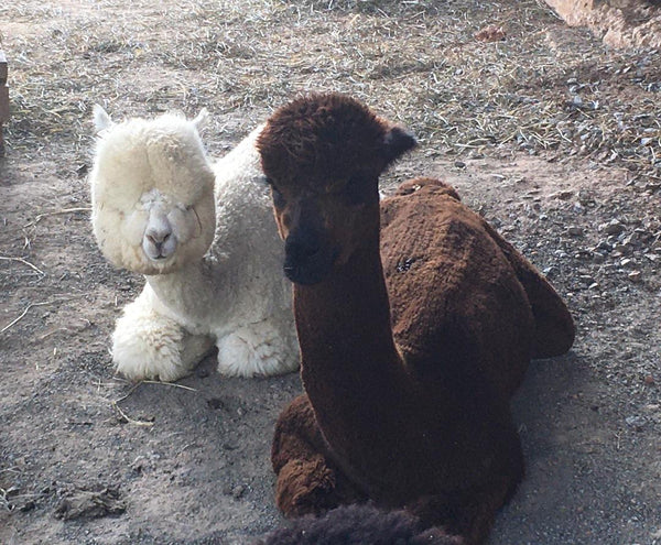 National Alpaca Farm Days 2021! - Pacabella Farm